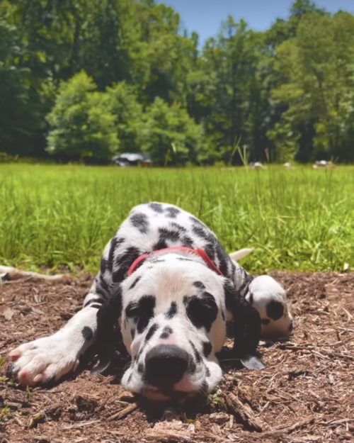 RockADal Homepage – RockADal Farm