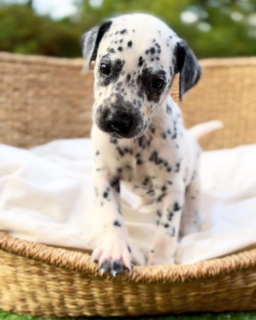 Home – Rock A Dalmatian Farm