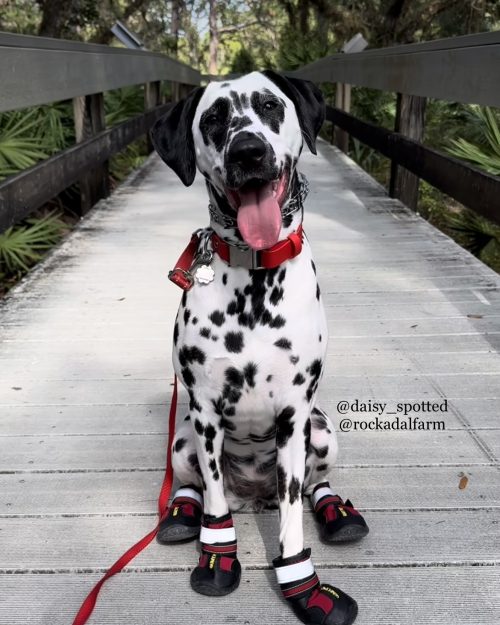 RockADal Homepage – Rock A Dalmatian Farm