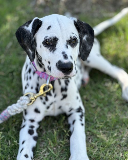 RockADal Homepage – RockADal Farm