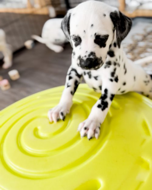 RockADal Homepage – Rock A Dalmatian Farm