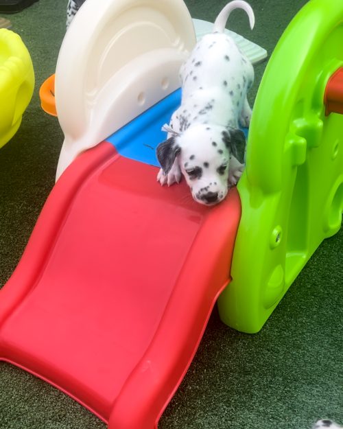 RockADal Homepage – Rock A Dalmatian Farm